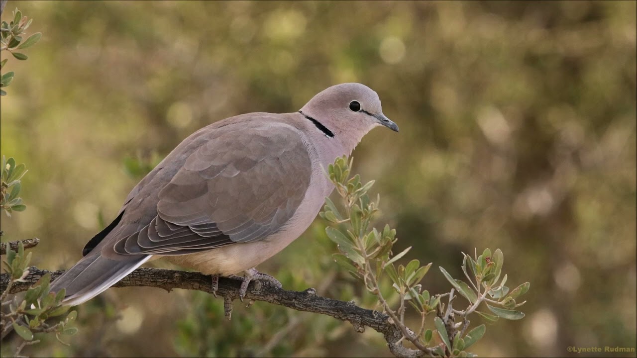 Ringed Turtle Dove