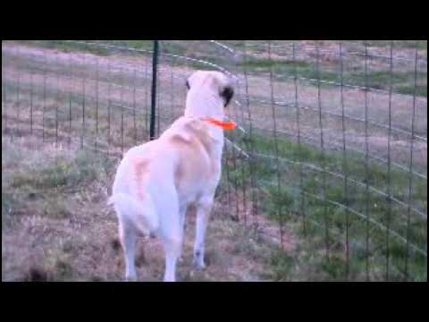 Sarah barking - YouTube