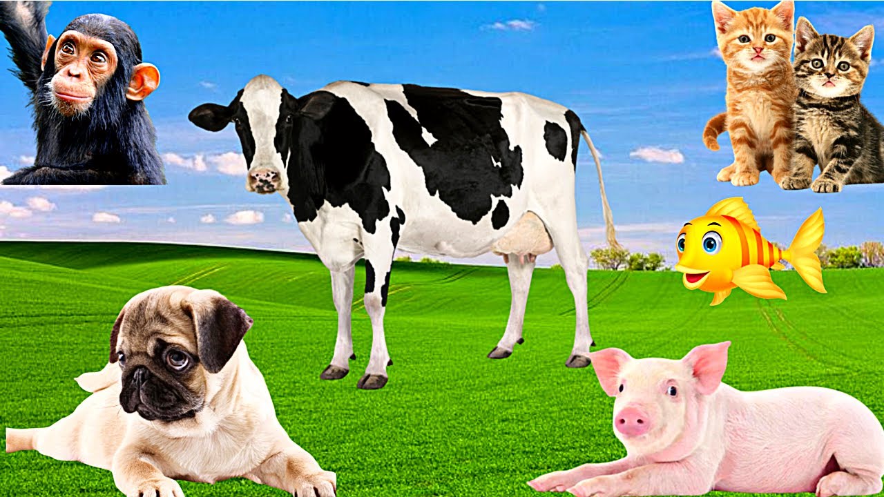 Farm animals: chicken, cow, dog, sheep, pig - Animal sounds - YouTube