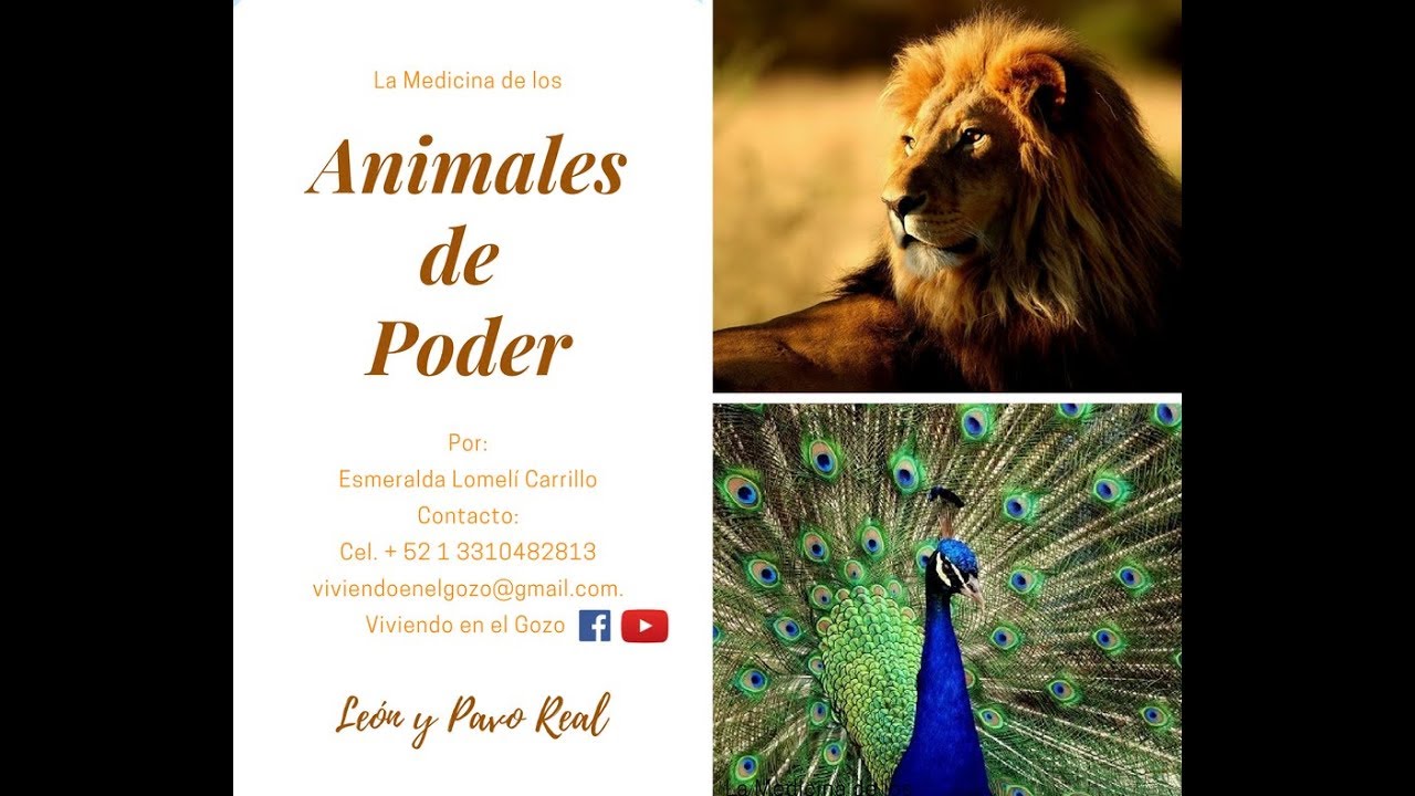 Animales de Poder "León y Pavo Real" - YouTube