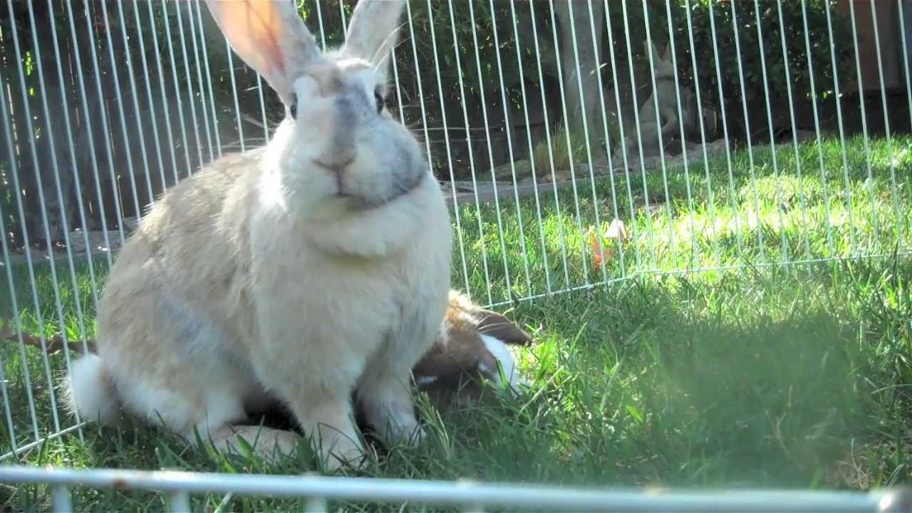Rabbits in Slow motion - YouTube