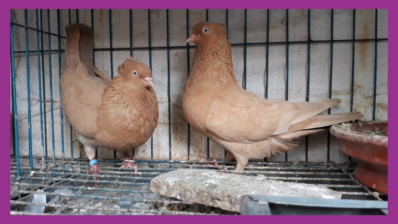 Best sohan breeding fancy pigeons & breeding pigeon day activity (BD ...