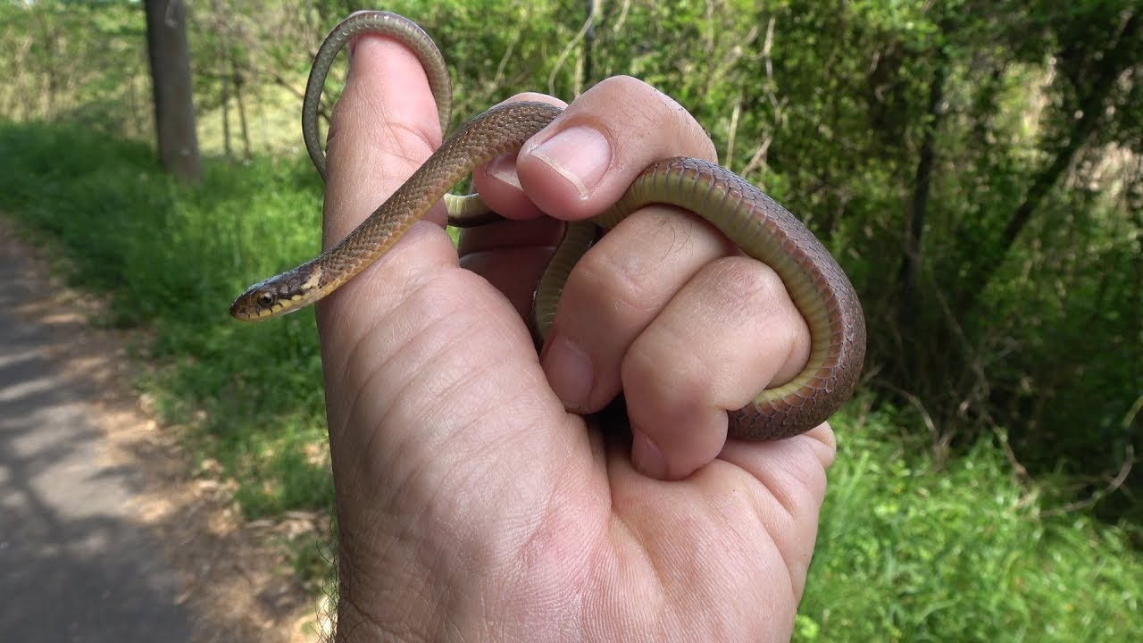 Snakes and the Thunder Dolphin - YouTube