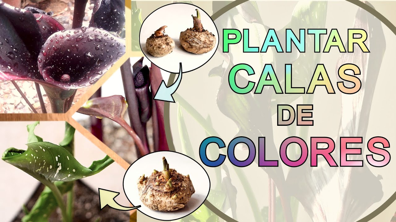 Cómo plantar CALAS DE COLOR 🌹 | Sustrato y primeros cuidados ...