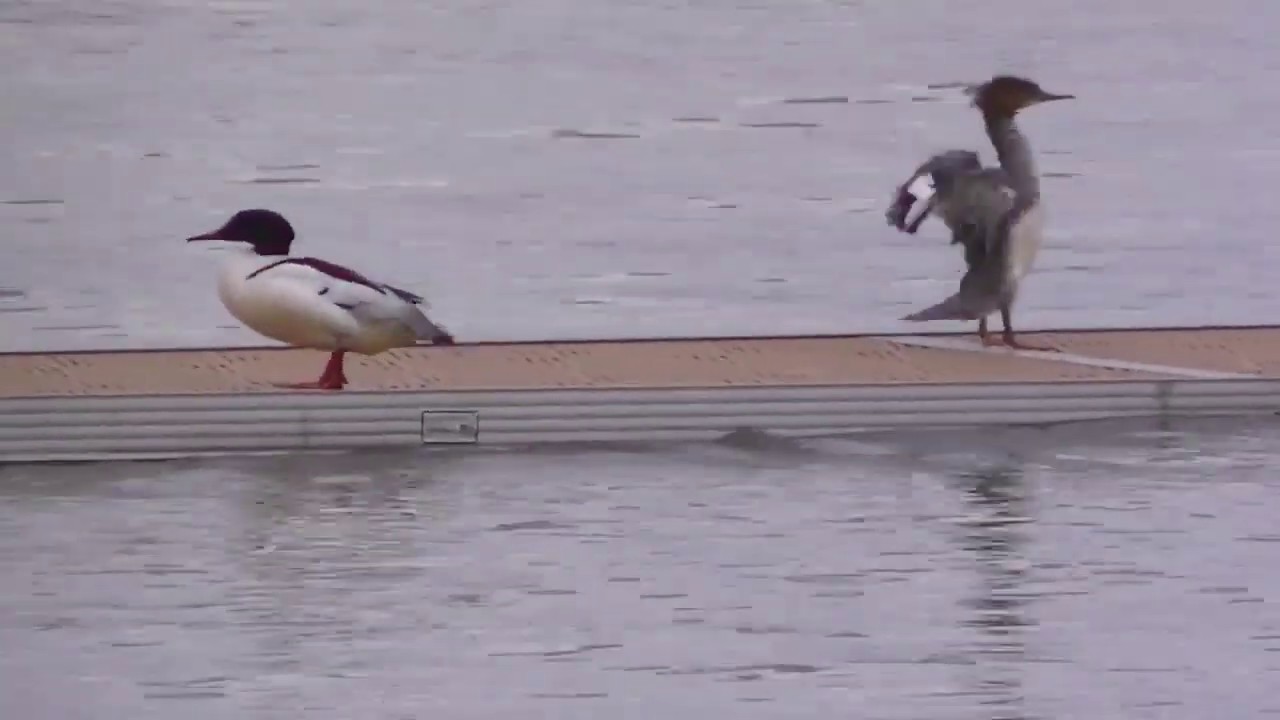 Lake Bellaire-Waterfowl scenes-pt.4-5/20/20 - YouTube