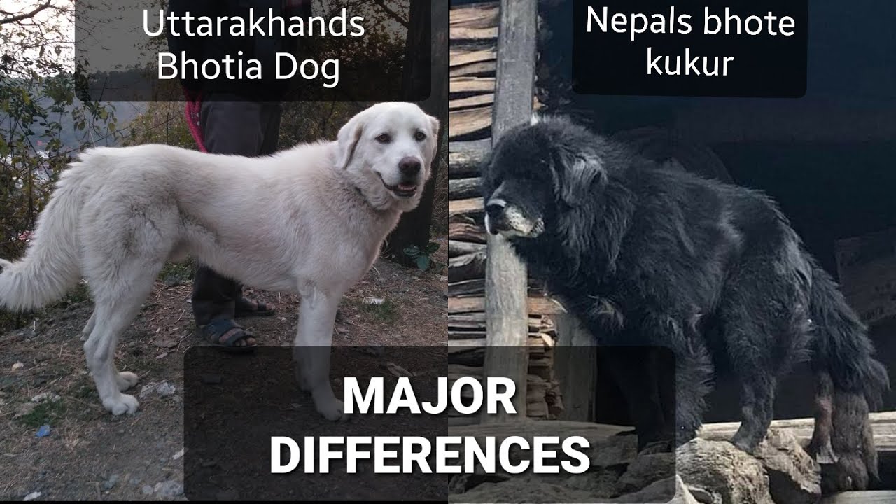 Uttarakhand bhotia dog vs nepal bhote kukur major differences part 1 ...