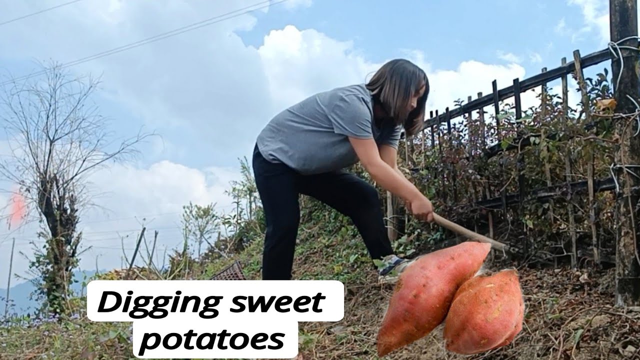 Poor Village Girl.. Digging Sweet Potatoes For Survival😌 - YouTube