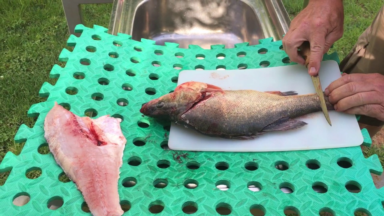 How to fillet a Murray Perch - YouTube