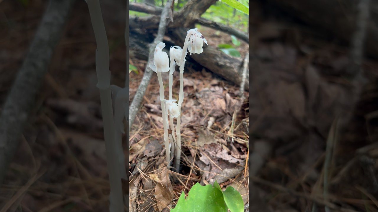 The Best Natural Pain Killer: Ghost Pipe - Indian Pipe What is it and ...