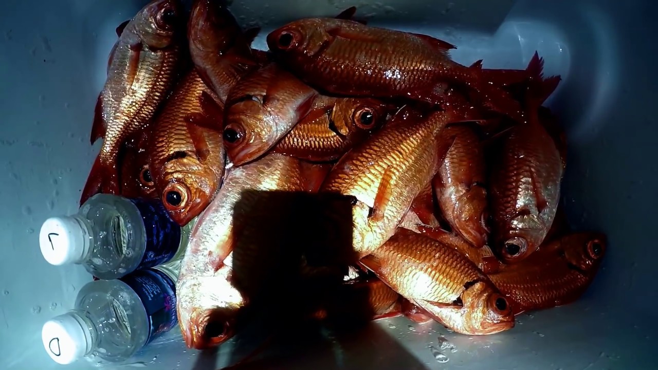 Menpachi Fishing on Maui 2017 - YouTube