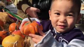 Pumpkin Farm + Surprise Egg
