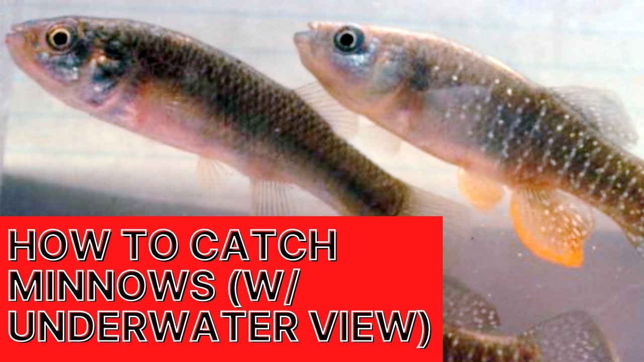 Bait Series - Episode 1 - How to Catch Minnows (w/ Underwater View ...