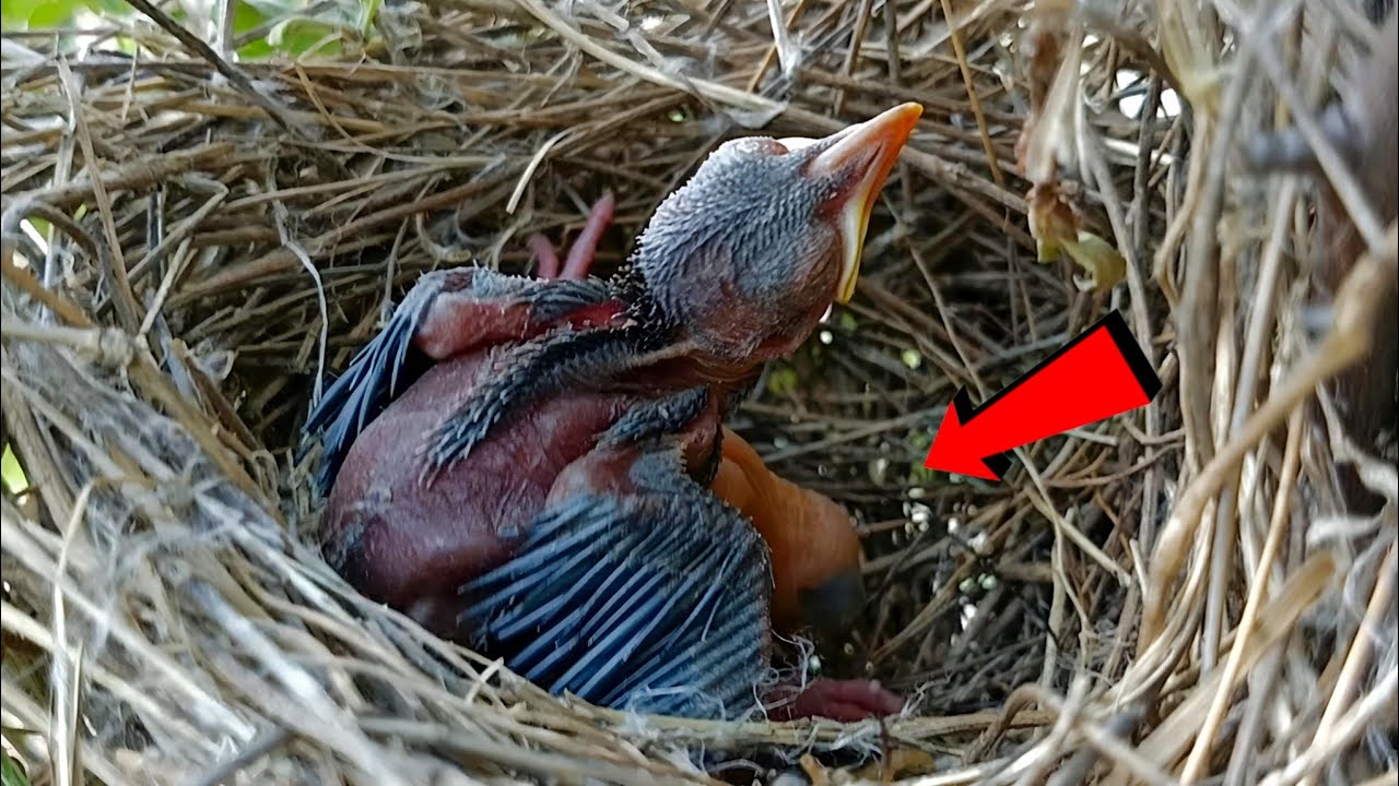 Baby of another bird in the nest of common babbler bird @birdswithme107 ...