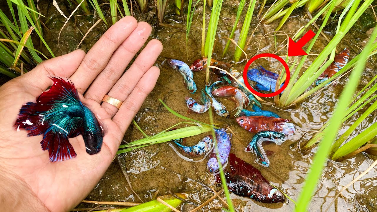 OMG!! Big Betta Fishing By Hand Catch | Giant Betta Fishing | Amazing ...