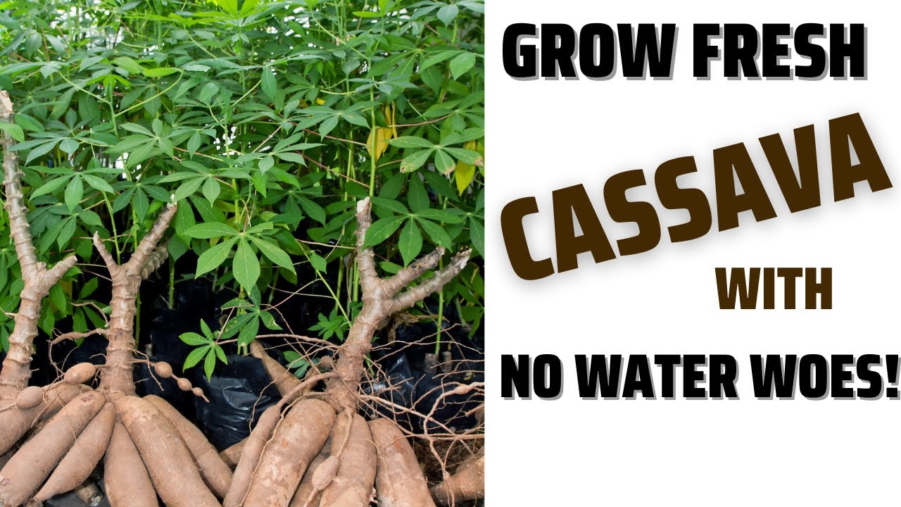 This Farmer's Organic Cassava Secret Will Make You Rethink Irrigation ...