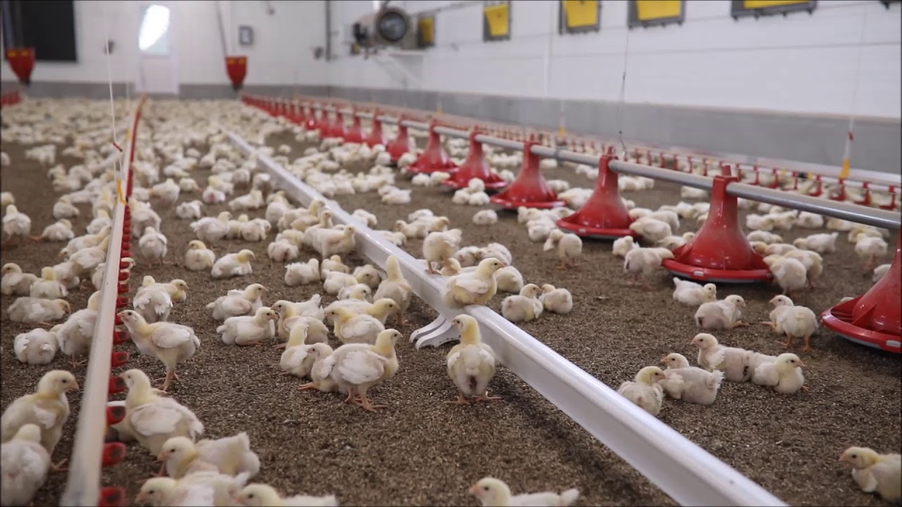 Broiler Perch Systems for Floor Housing | LUBING - YouTube
