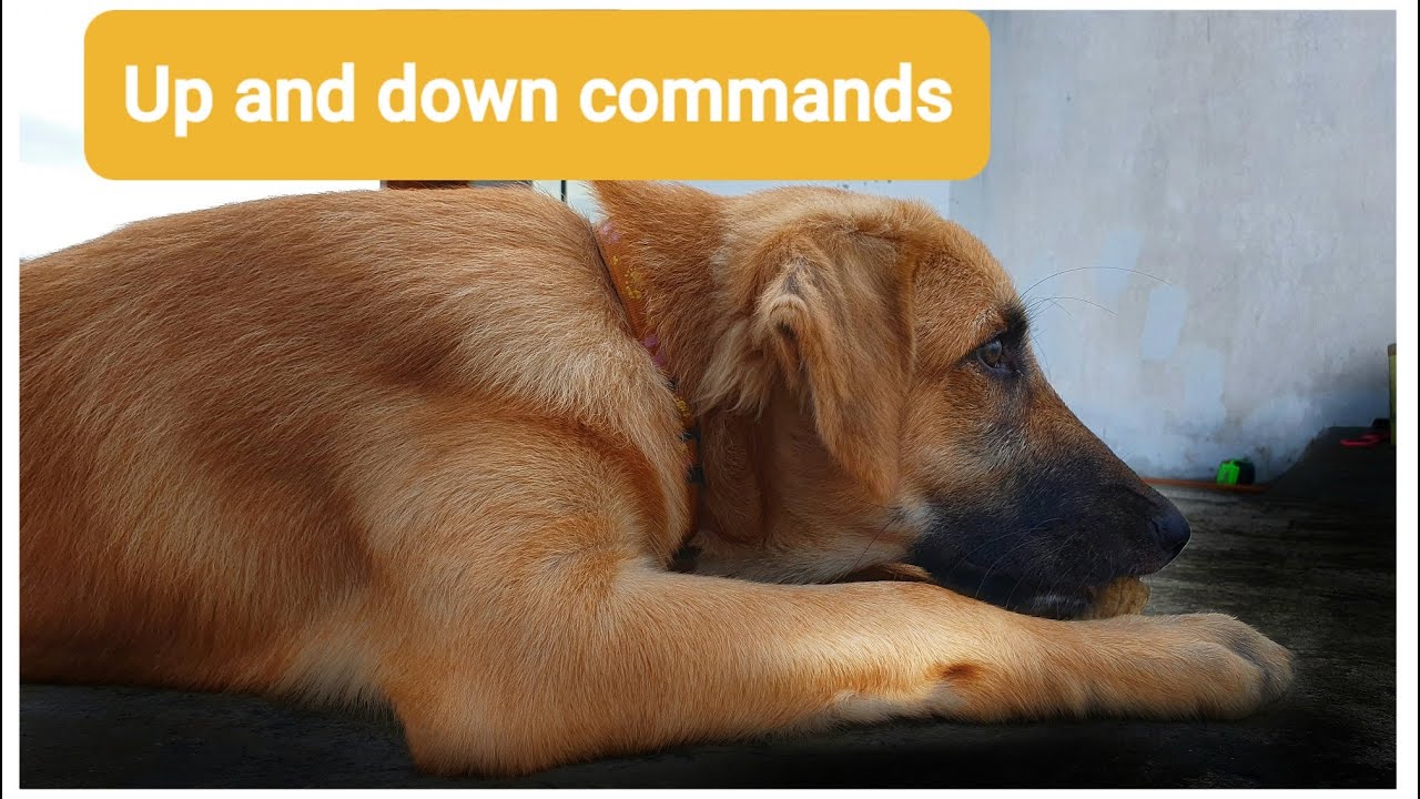 Up and down command || Dog/Puppy Training || #simbathegaddidog # ...