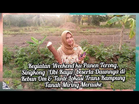 Kegiatan ku Panen Terong dan Singkong di Kebun Om & Tante Lokasi Trans Kampung Tanah Miring Merauke