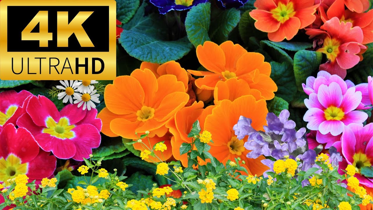 11.4K HDR Natural Flower Garden with Stress Relief Relaxing Music - YouTube