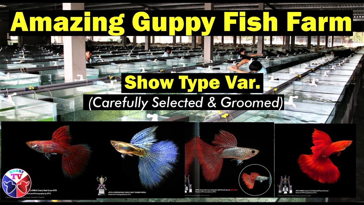Amazing Guppy Fish Farm Extra Carefully Selected! - YouTube