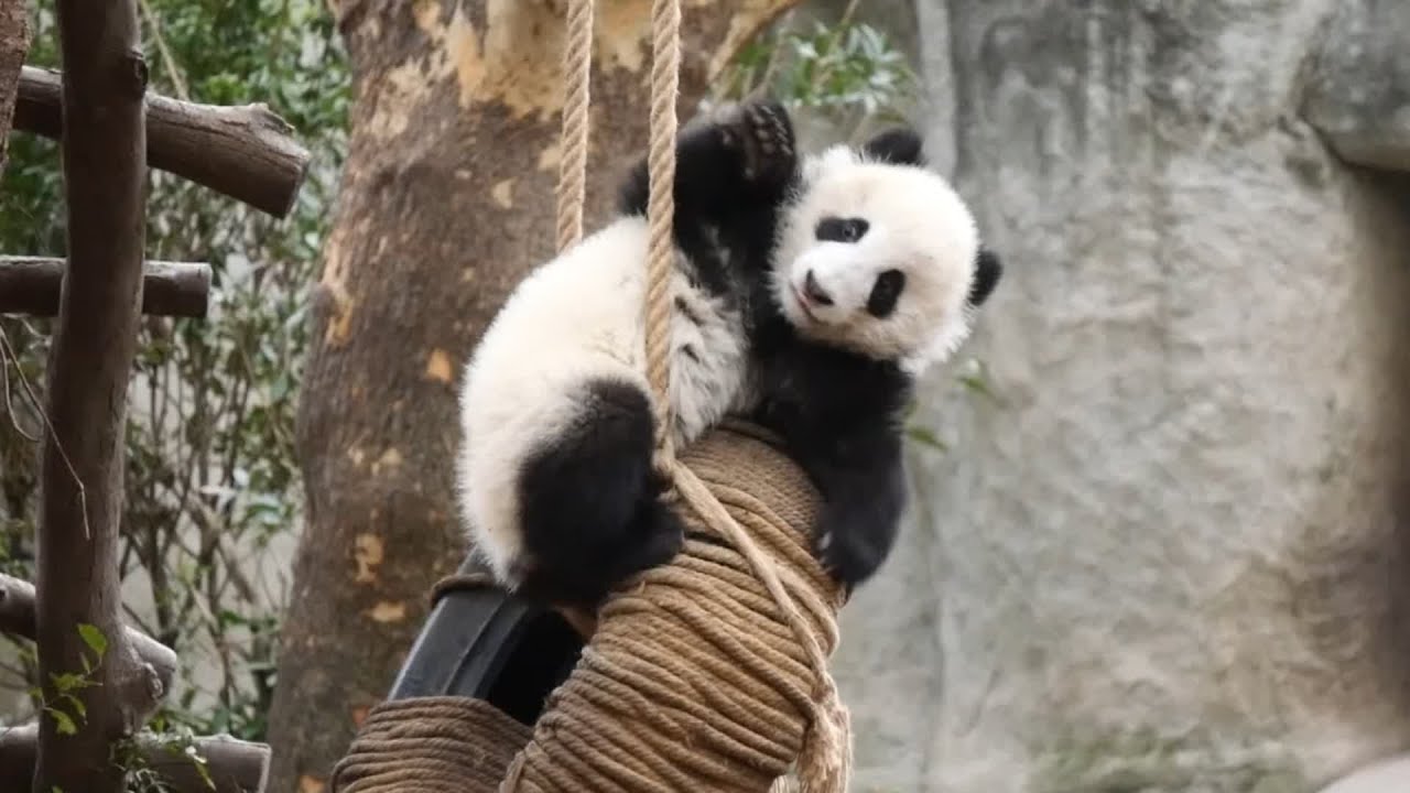 Sun Nursery baby panda on a tire swing - YouTube