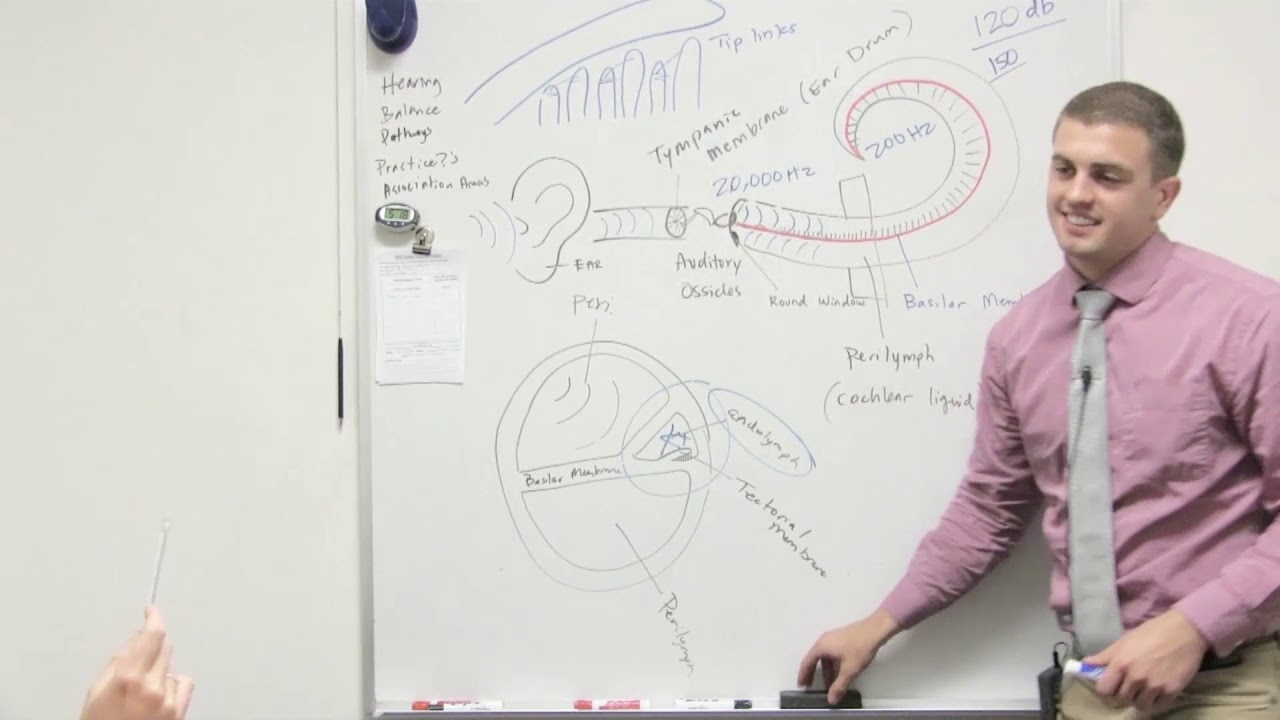 Hearing Part II - YouTube