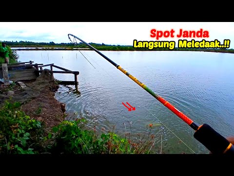 MANCING KAKAP PUTIH DI SPOT JANDA, UDANG NYEMPLUNG LANGSUNG MELEDAK..!!!