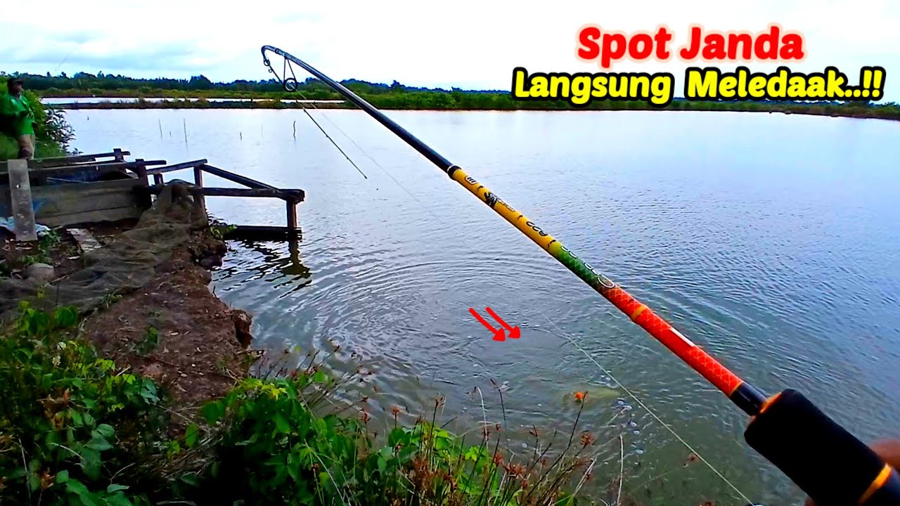 MANCING KAKAP PUTIH DI SPOT JANDA, UDANG NYEMPLUNG LANGSUNG MELEDAK ...