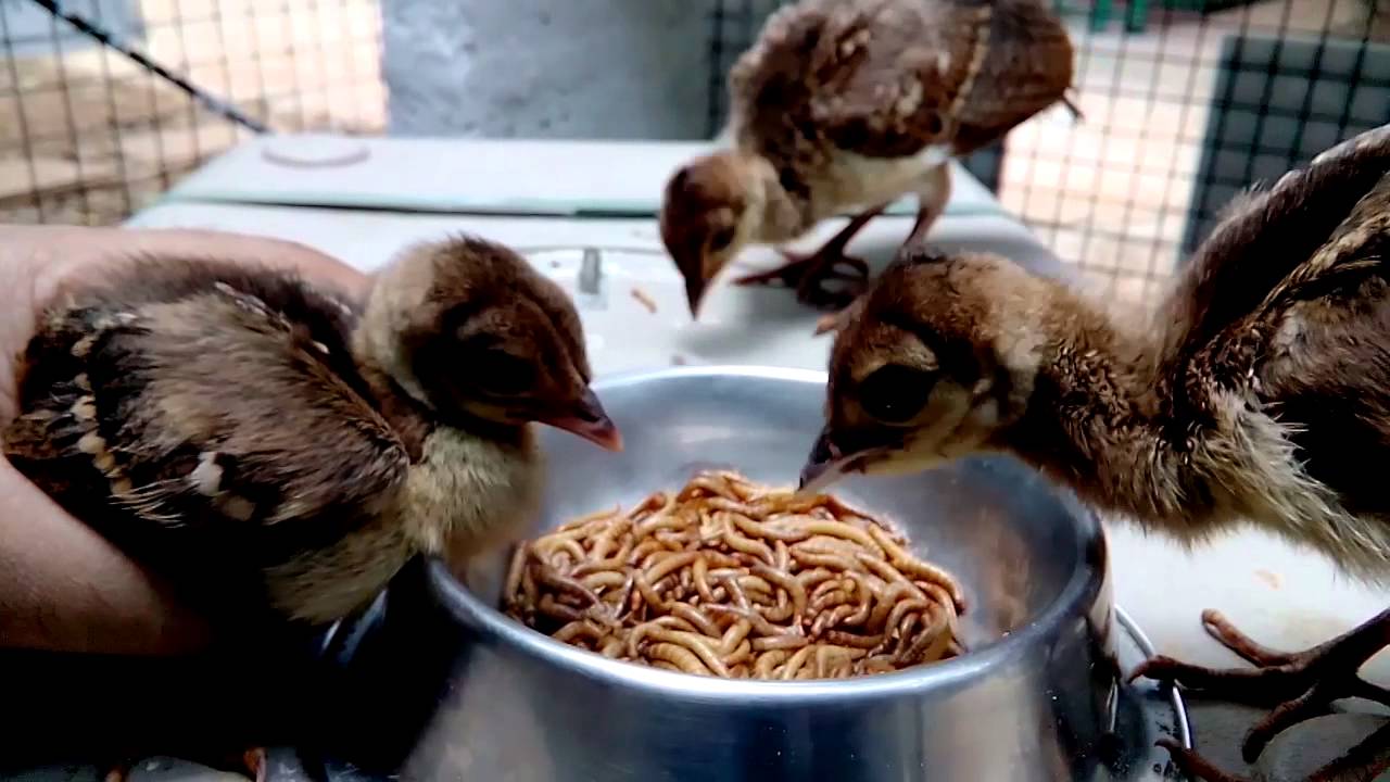 Wildlife Rehabilitation: A Journey of Rescue, Treatment and Release ...