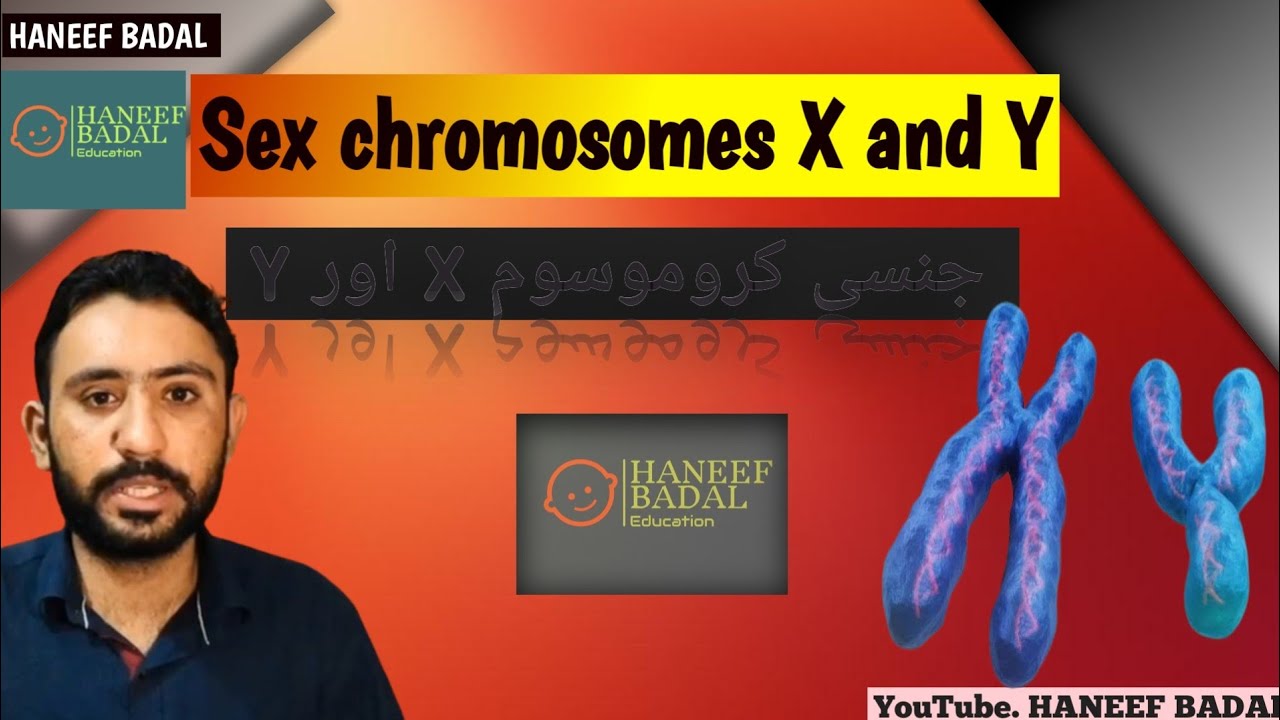 X And Y Chromosome Boy Or Girl X And Y Chromosome Difference Haneef 7053