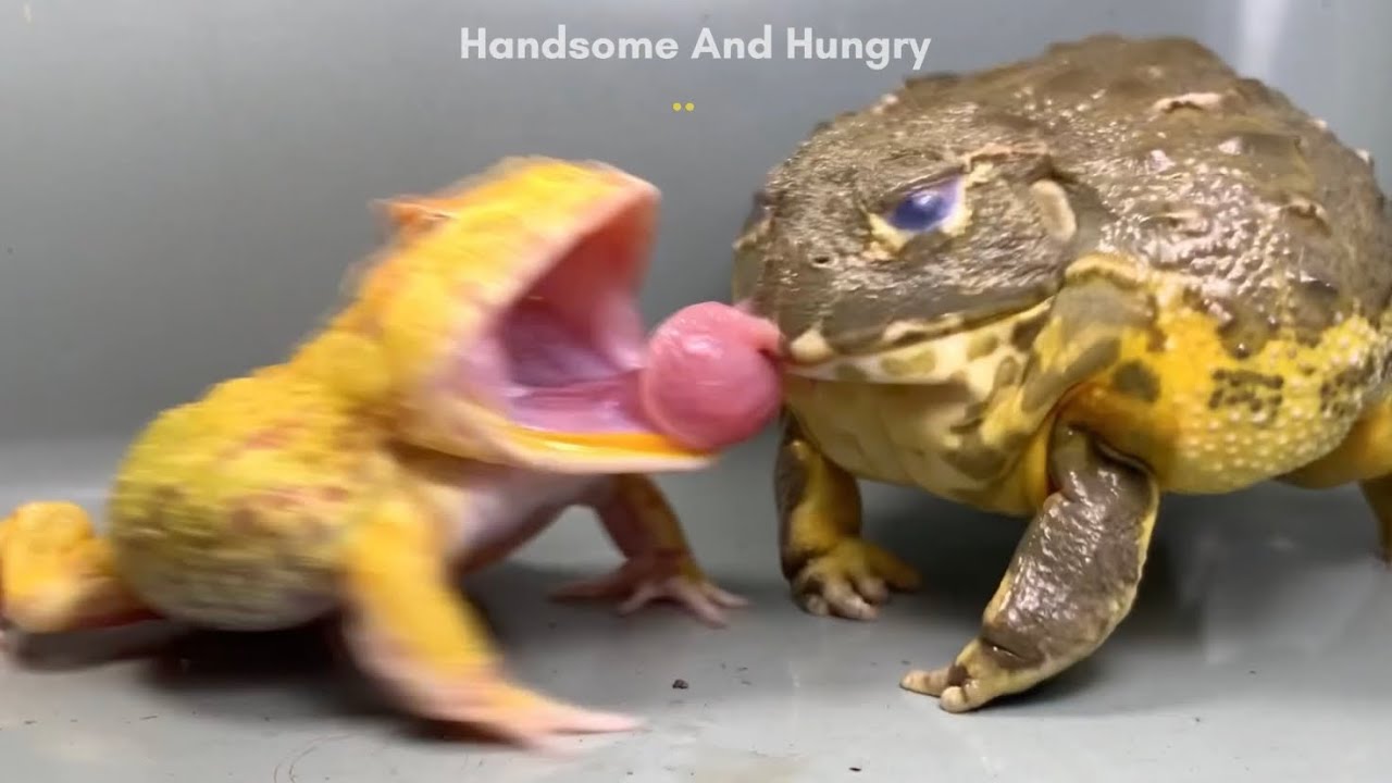 Bullfrog Can’t Avoid Big Punch. Pacman Frog Revenge 🐸 (Frog And Toad ...