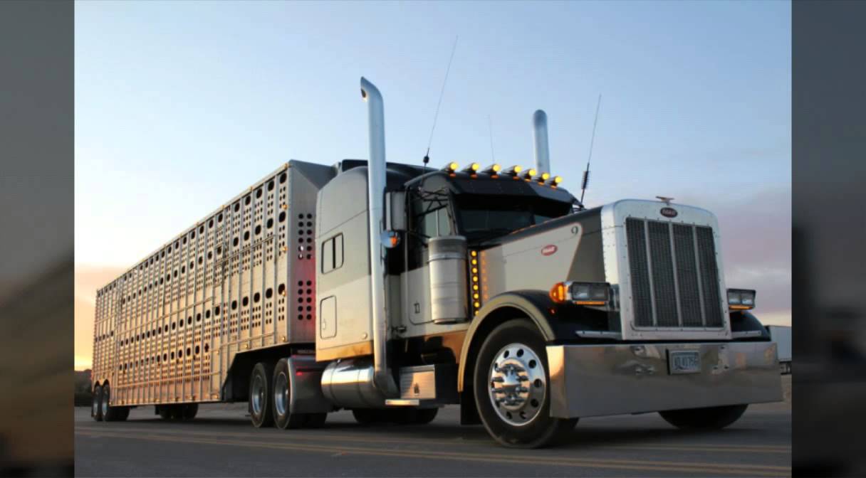 Bad A$$ bull racks. - YouTube