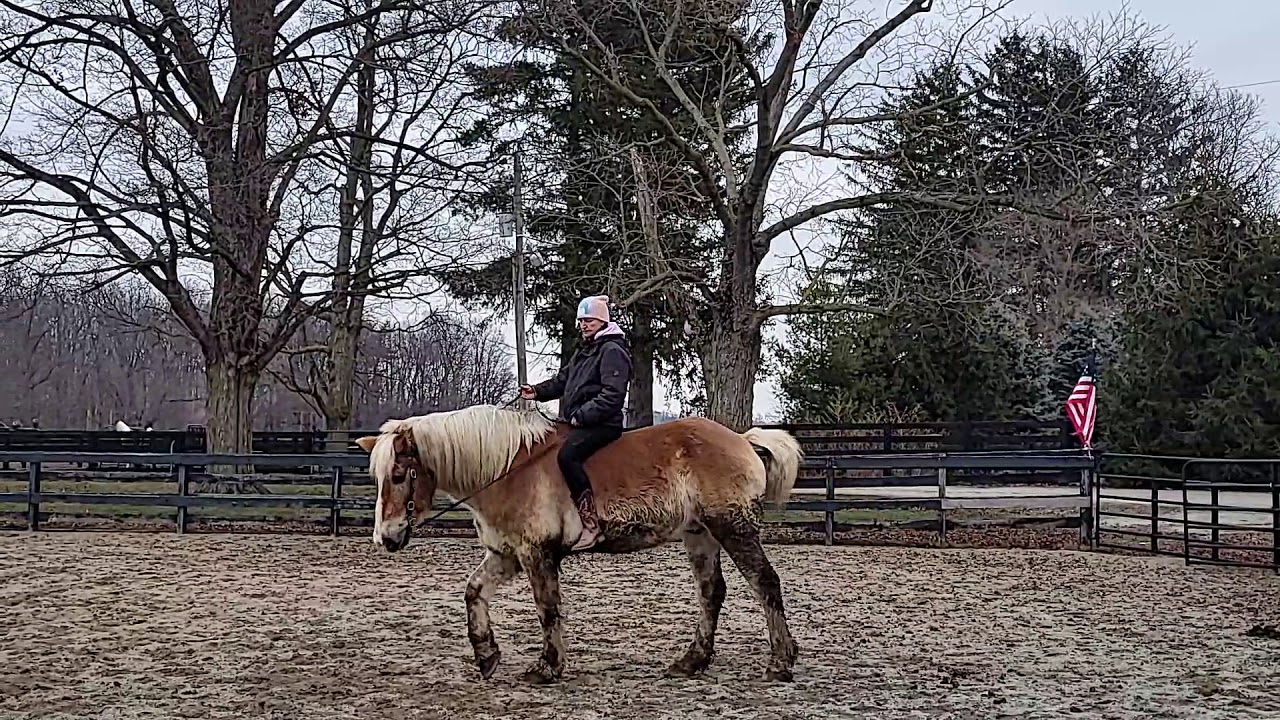 Cindy Calhoun & Buttered Bread Freestyle WT Bareback Equitation #106 ...