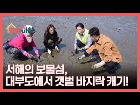 서해의 보물섬, 대부도에서 갯벌 바지락 캐기! MBN 250512 방송 - YouTube
