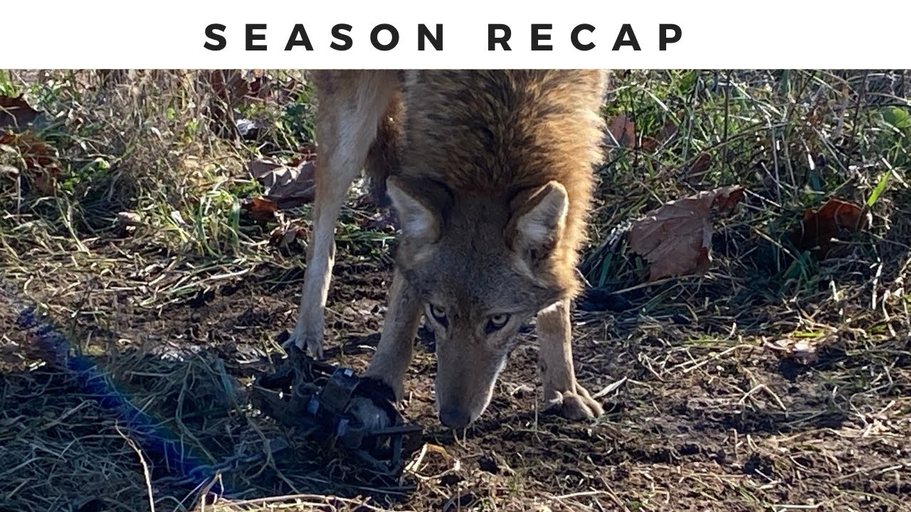 Trapping Season Recap - YouTube