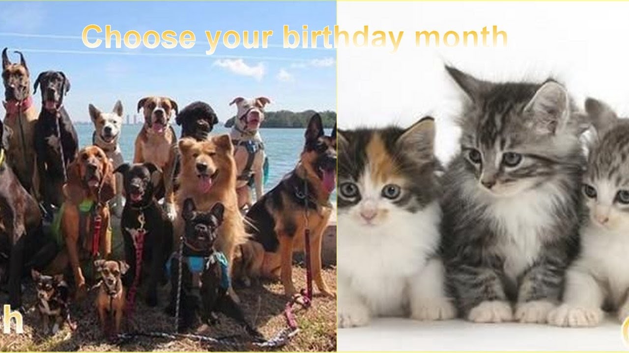 Choose your birthday month to see your animal party gathering - YouTube