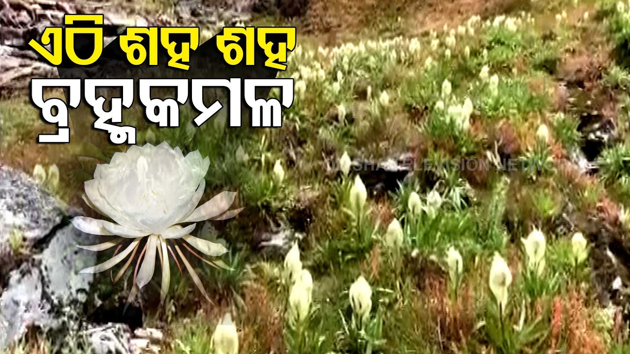 Rare Brahma Kamal Flower Bloom In Himalayan Foothills - YouTube