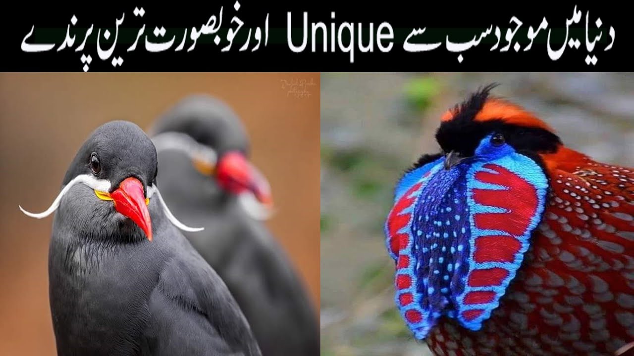 5 Unique & Beautiful Birds In The World | Unique Birds | Beautiful ...