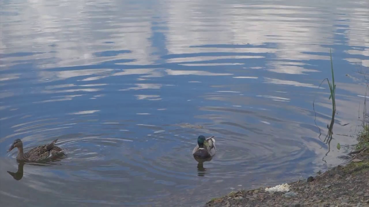 What's up, duck? - YouTube
