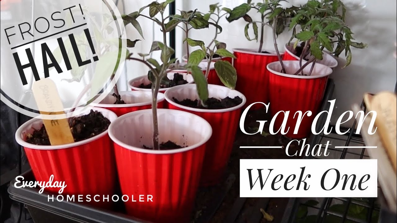 Garden Chat | Week One | Backyard Suburban Garden | Frost & Hail! - YouTube
