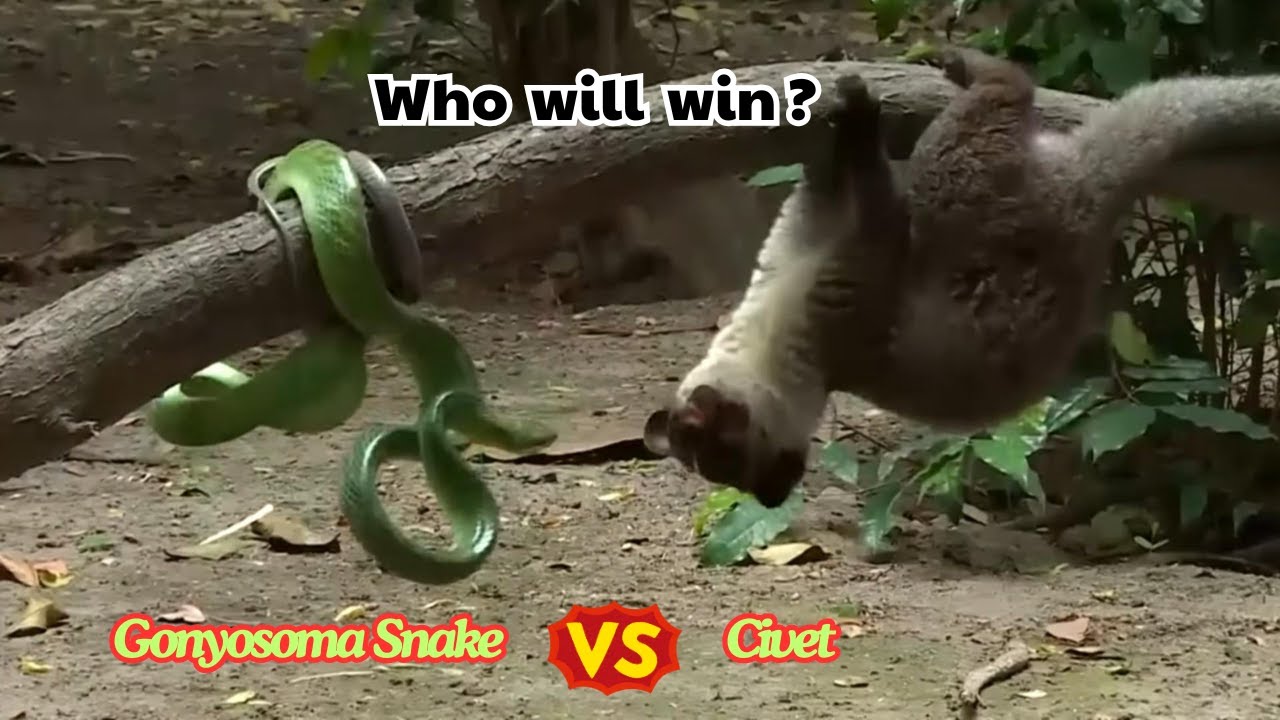 Wild Nature || Civet Fights to Survive Gonyosoma Snake’s Attack - YouTube