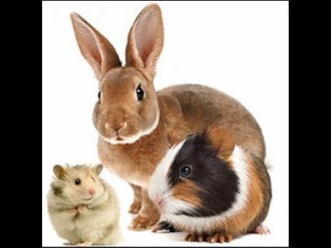 Rabbit Vs Guinea Pig/All About Rabbit/All About Guinea Pig - YouTube