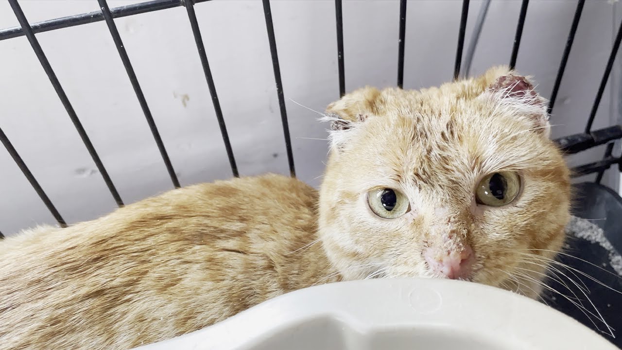 Brave Cat Enjoying Life After Surviving Frostbite || WooGlobe - YouTube
