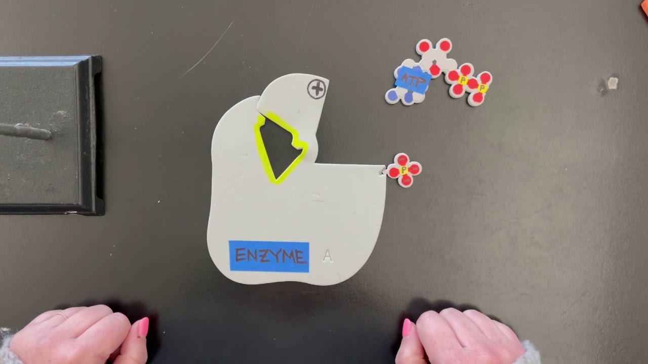 How does phosphorylation change protein structure & function? - YouTube