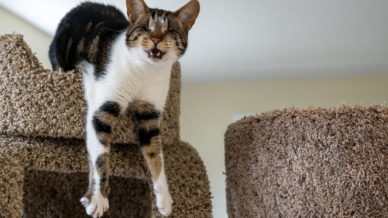 Cat Hax - YouTube