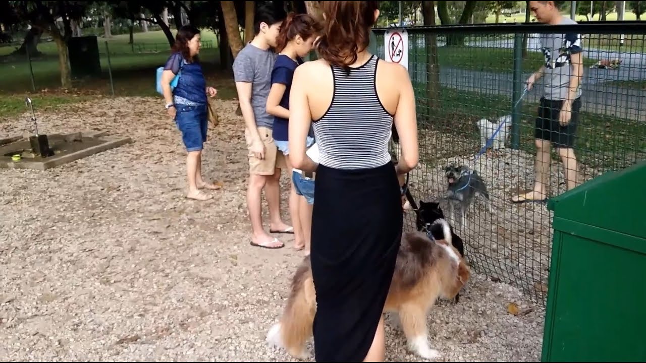 BIG Dogs Fighting in Dog Park - YouTube