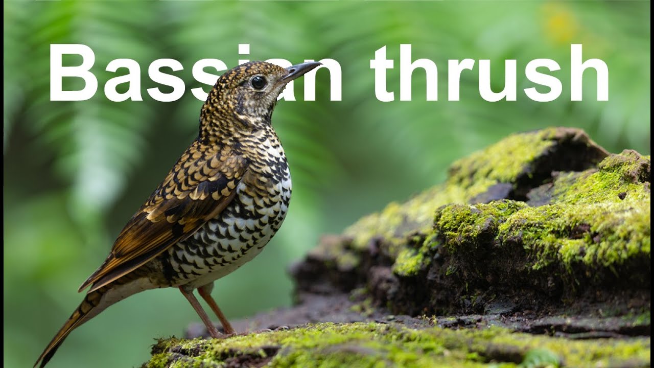 Bassian Thrush: Nature’s Weirdest Worm Hunter - YouTube