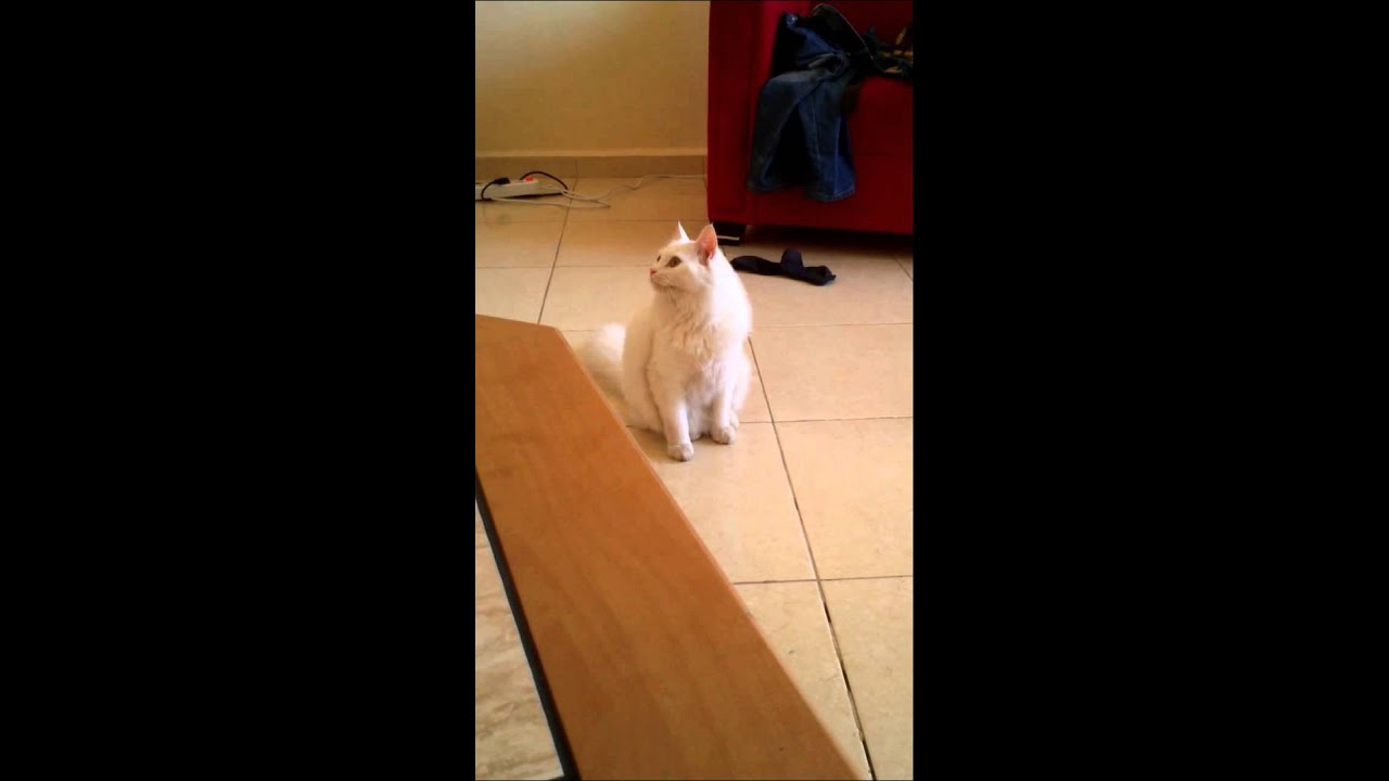 Talking cat Turkish Angora - YouTube