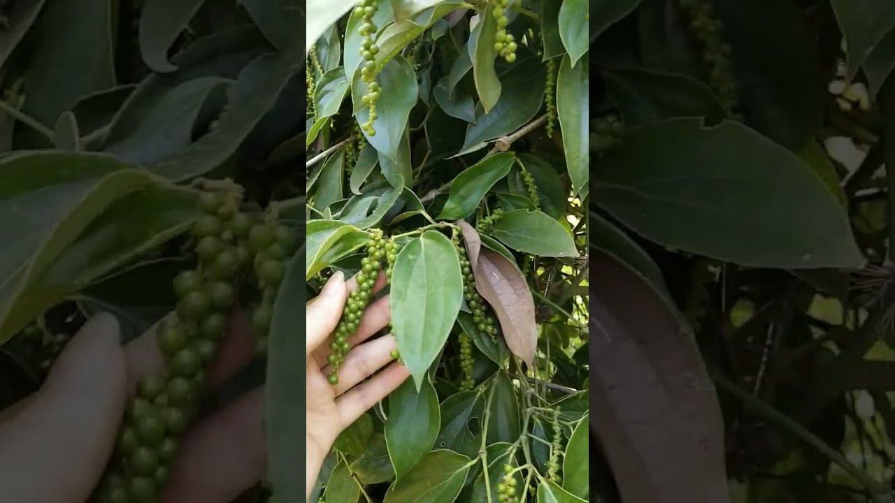 Black pepper tree - YouTube