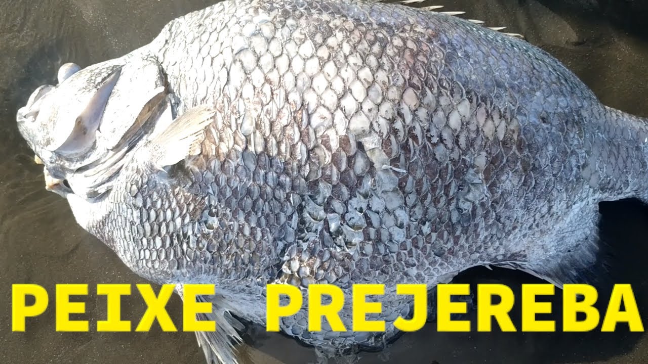 ENORME PEIXE ENCOSTA NA PRAIA DE PERUÍBE| PEIXE PREJEREBA| 17.11.2022 ...